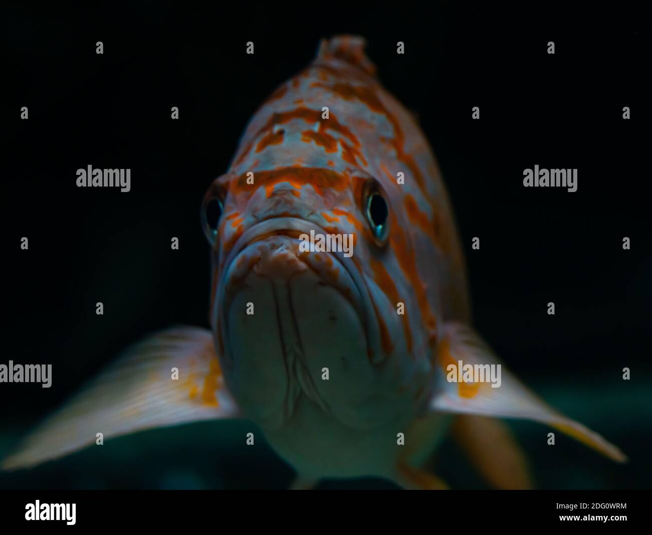 Redfish Underwater Wallpaper