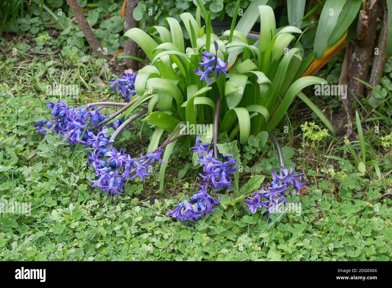 Hyacinth plant in a garden during spring Stock Photo - Alamy