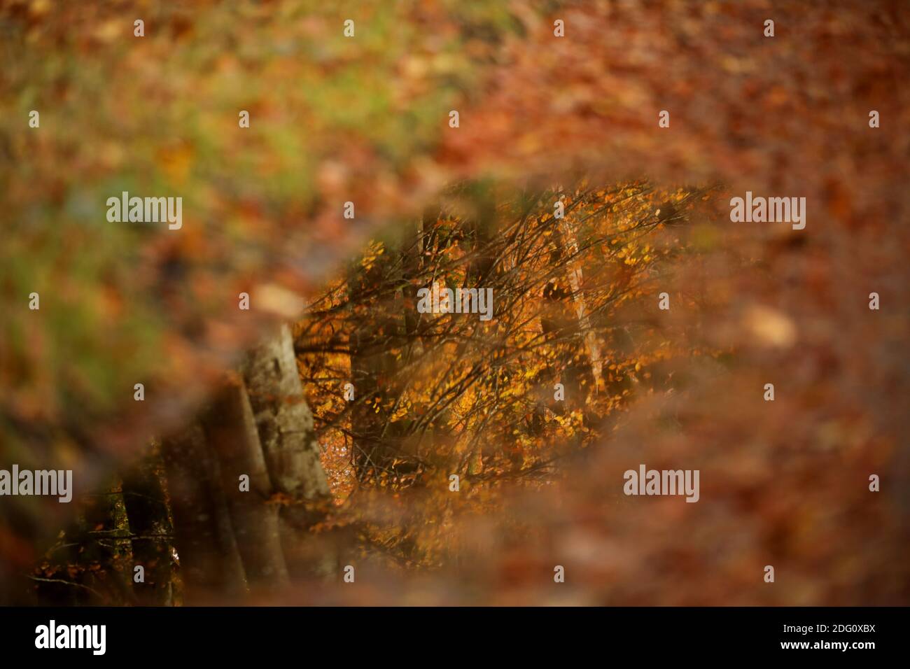 Roadside beech trees hi-res stock photography and images - Alamy