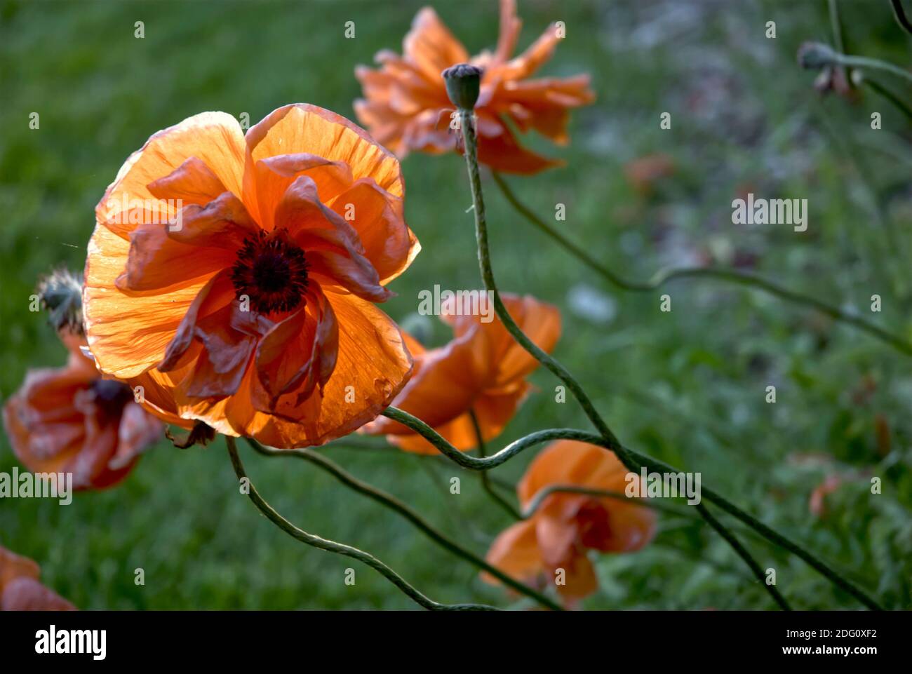 Withering grass hi-res stock photography and images - Alamy