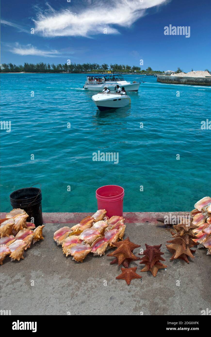 Mollusc shells and starfish displayed for sale on a pier at Nassau port ...