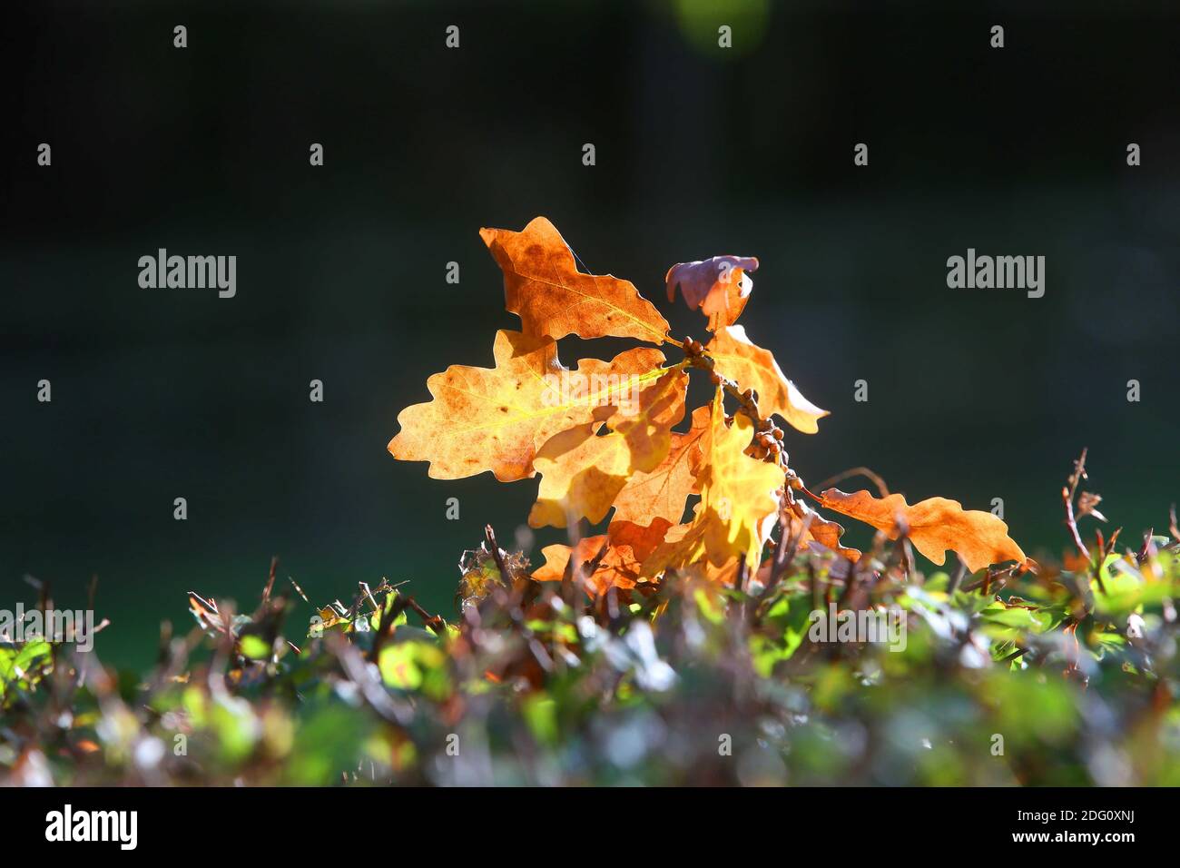 Autumn colours in the Tyne Valley, Newcastle, Friday 18th October 2019 ...