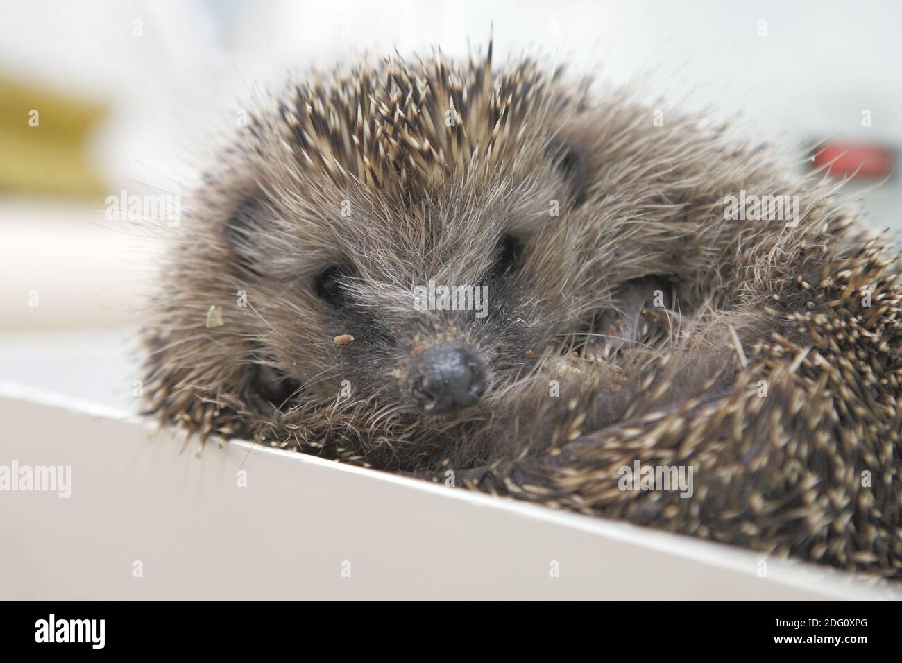 Erinaceidae hi-res stock photography and images - Alamy