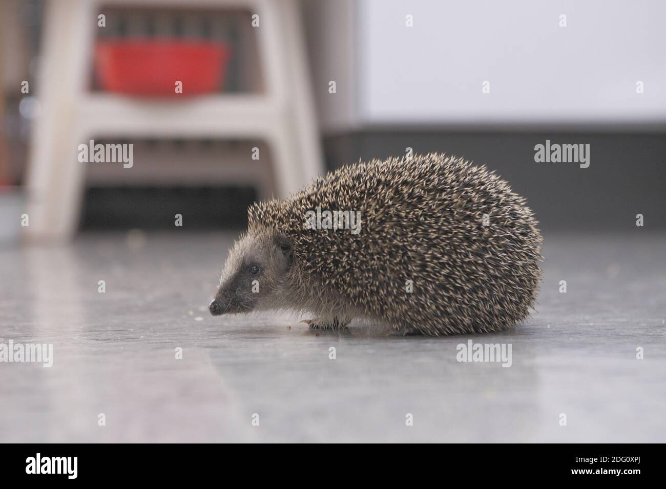 Erinaceidae hi-res stock photography and images - Alamy