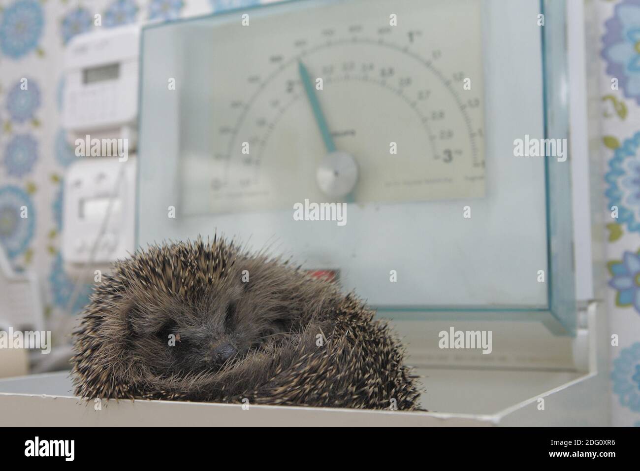 Erinaceidae hi-res stock photography and images - Alamy