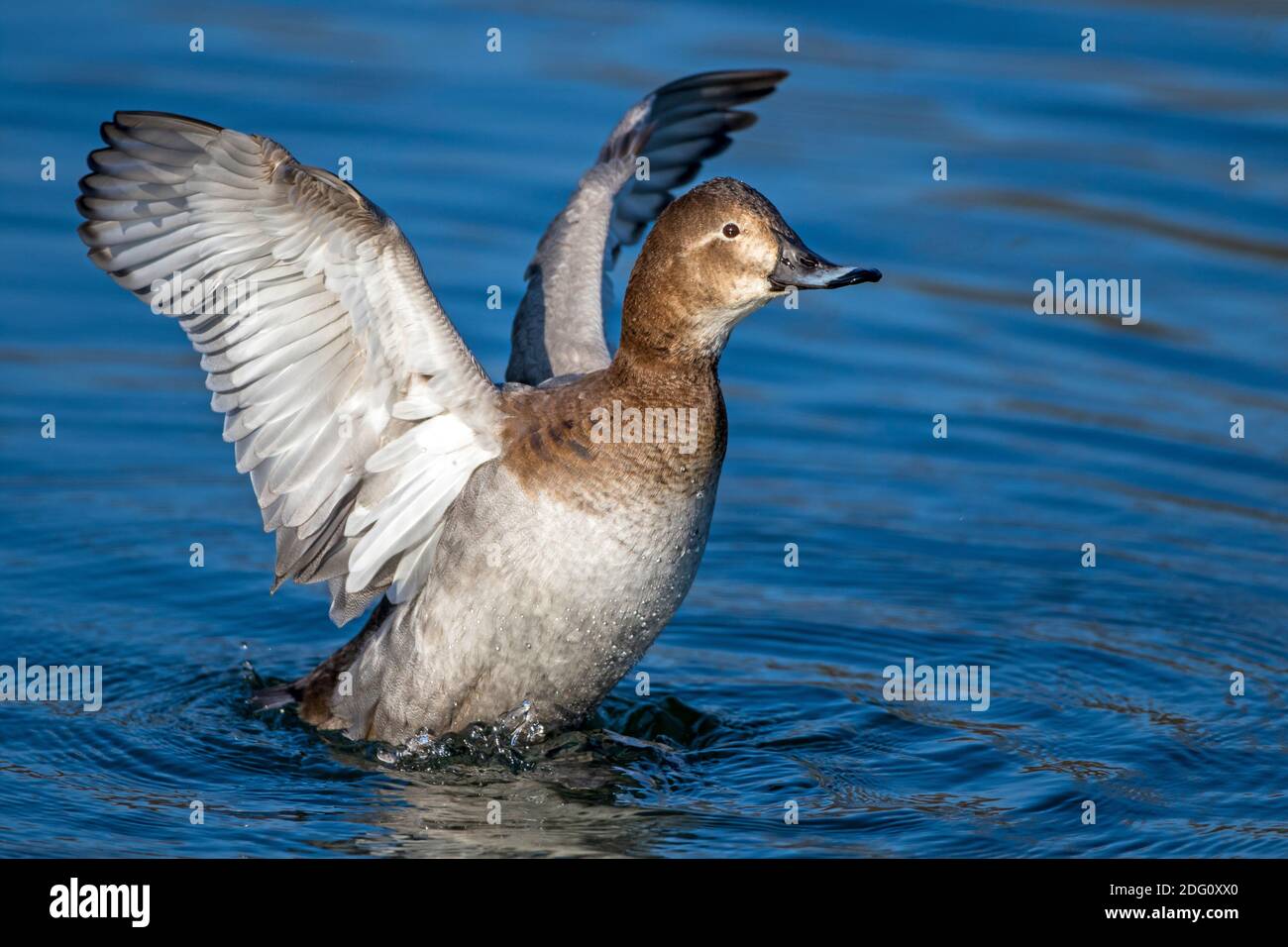 Tafelente (Aythya ferina) Weibchen Stock Photo - Alamy