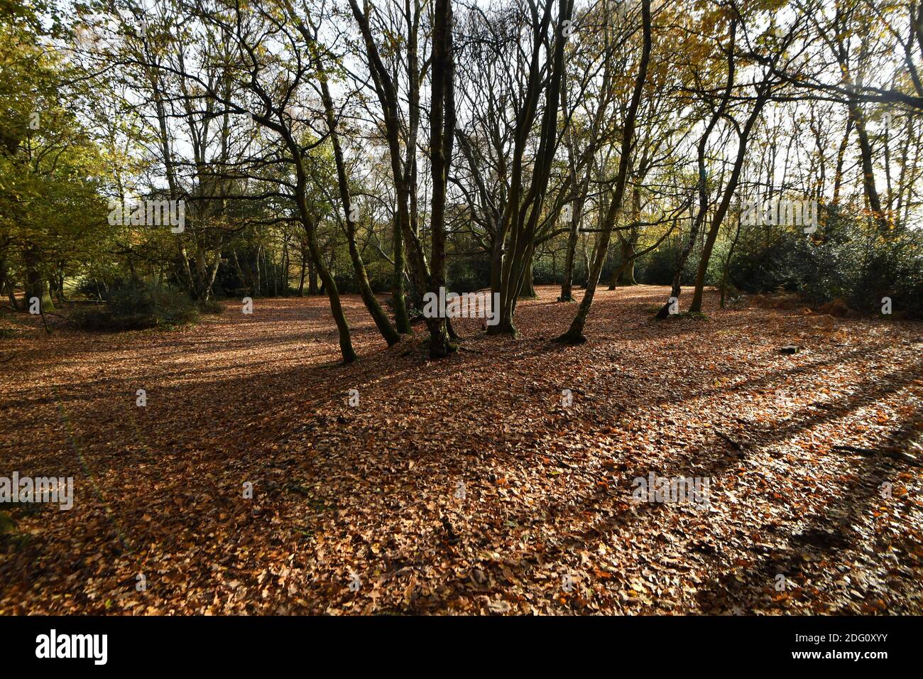 Sutton park birmingham walkers hi-res stock photography and images - Alamy