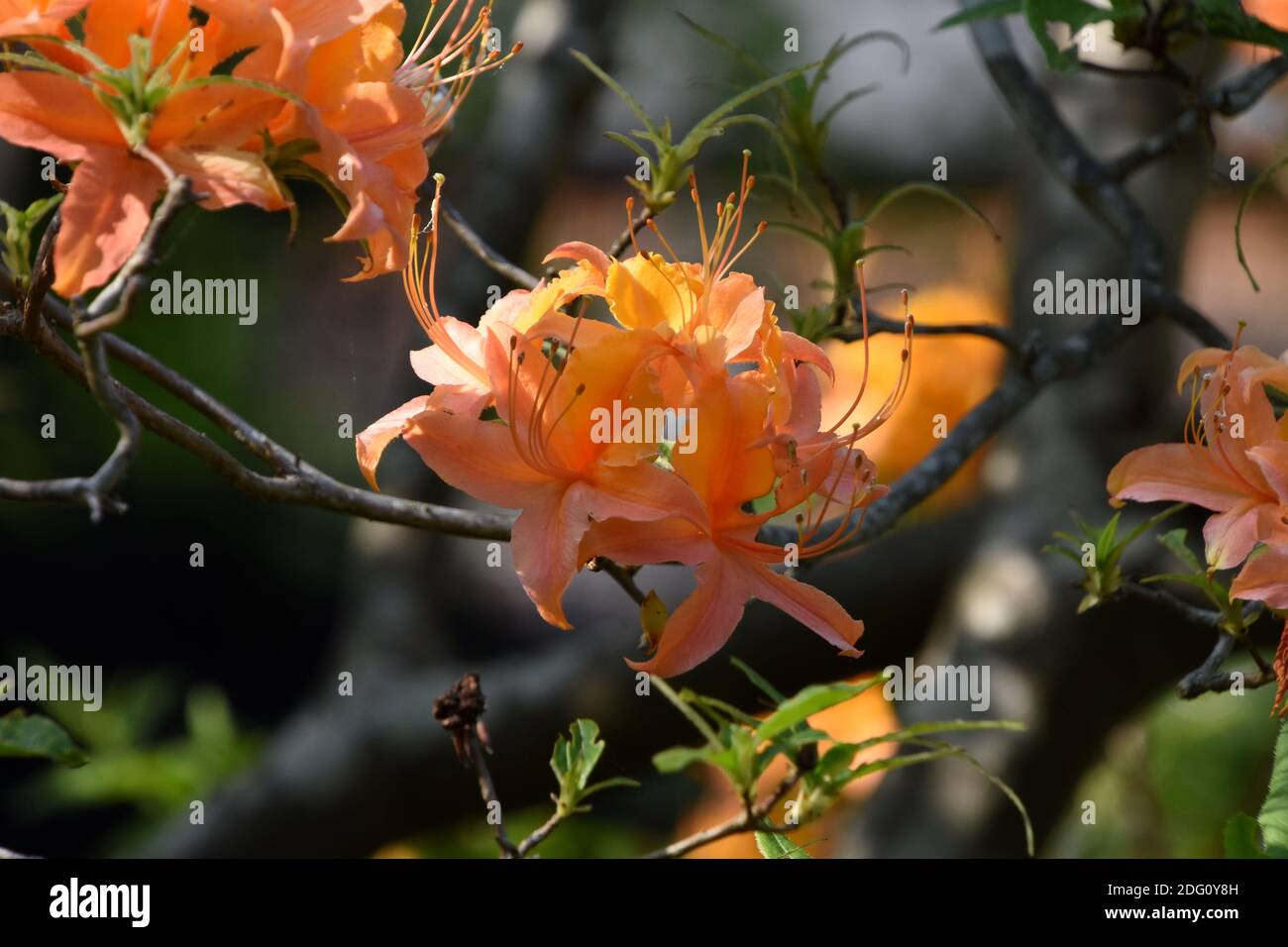 Blooming orange rhododendron blooming on a bush Stock Photo - Alamy