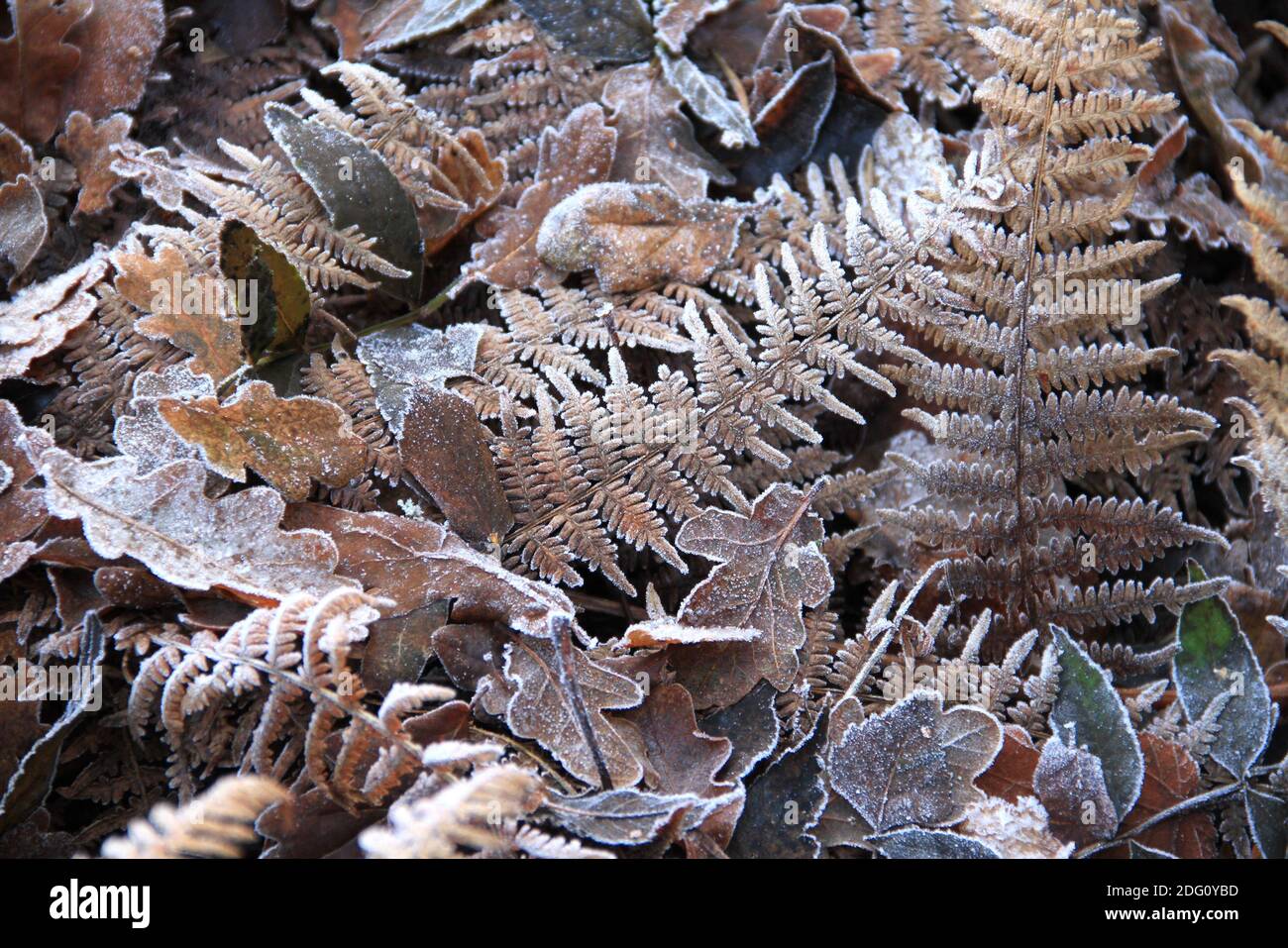 Springs leaves hi-res stock photography and images - Alamy