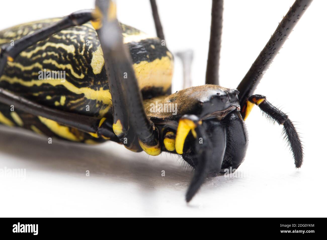 Giant Wood Spiders or Golden Orb Web Spider, Nephila maculata ...