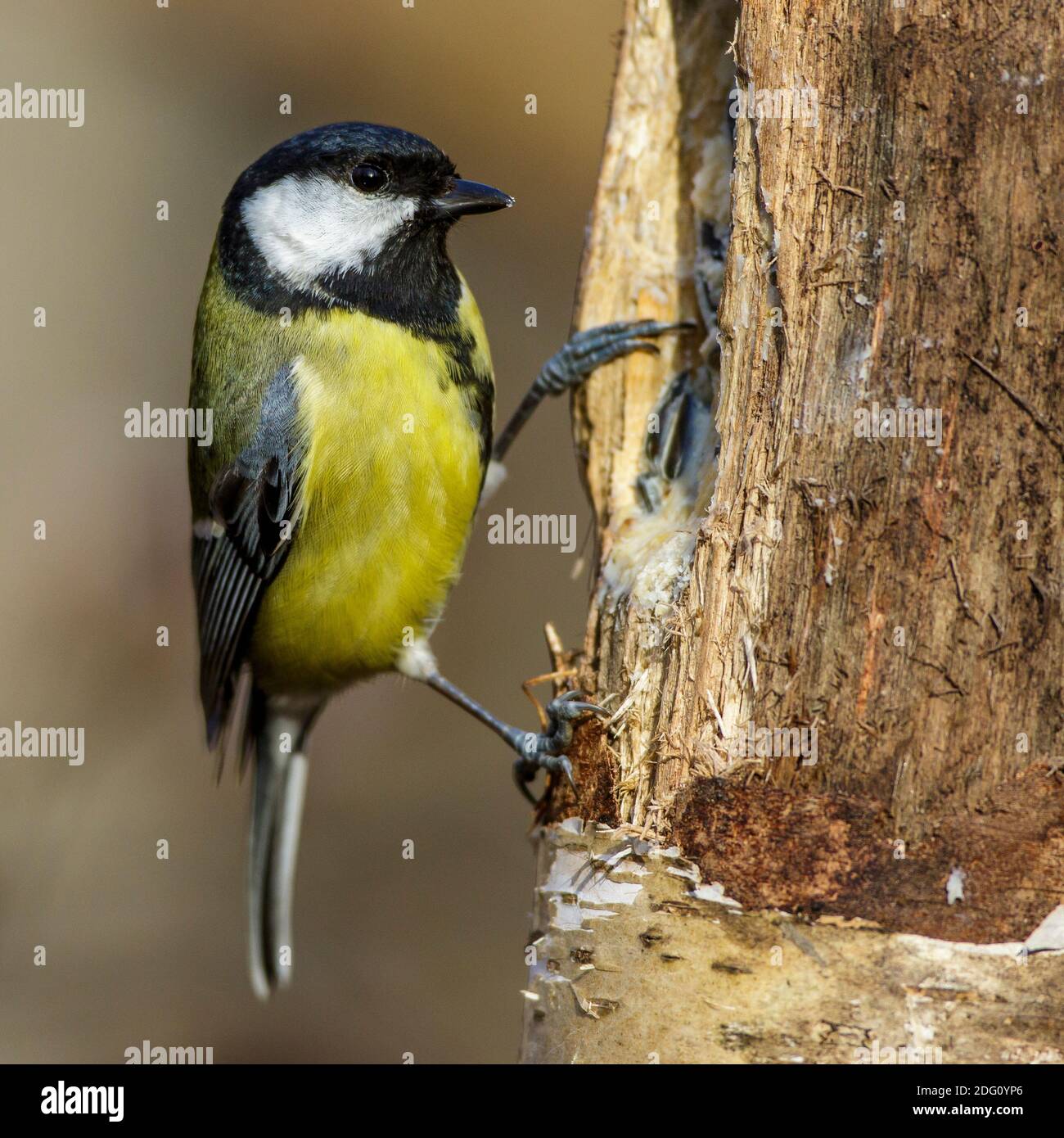 Adult parus major hi-res stock photography and images - Alamy
