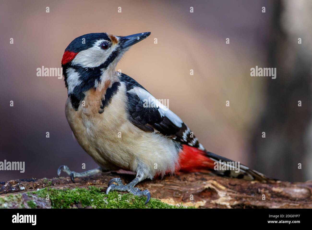 Buntspecht (Dendrocopos major) Männchen Stock Photo - Alamy