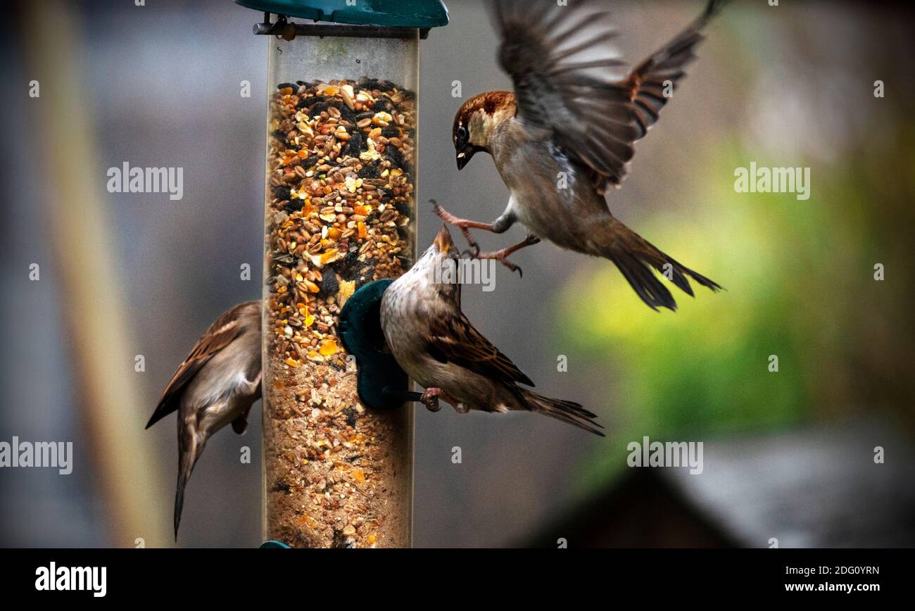 Sparrow so important hi-res stock photography and images - Alamy
