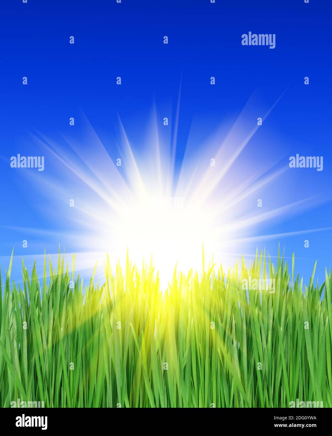Sun rays in a green grass Stock Photo - Alamy