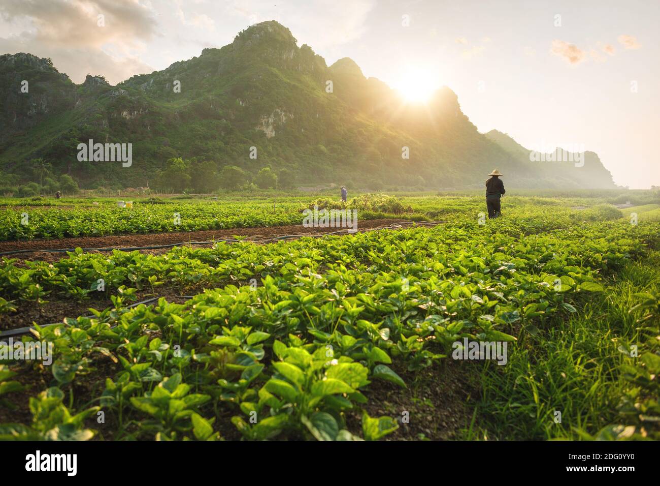 Agricultural field with farmers in Vietnam Stock Photo - Alamy