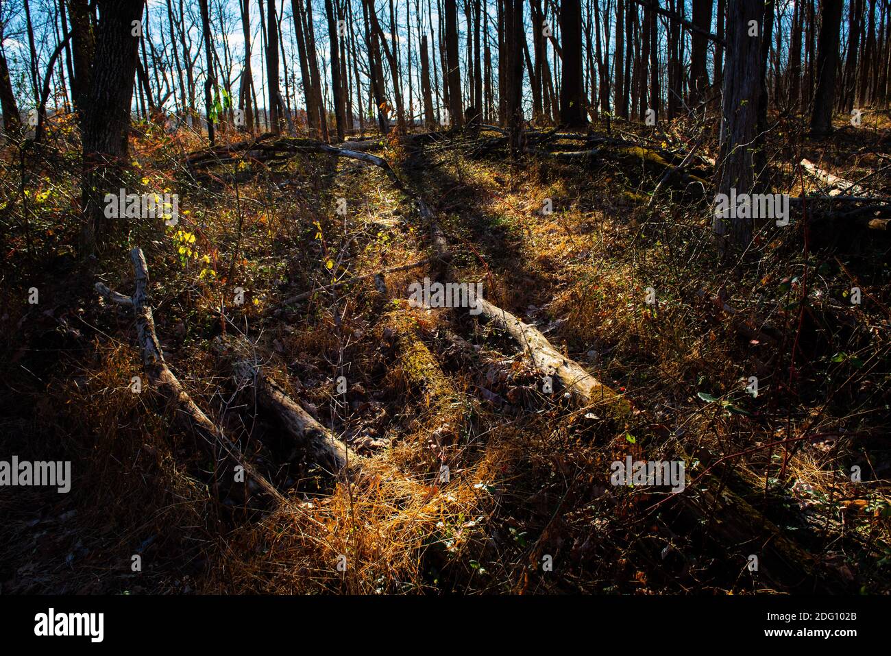 High Rocks State Park, Pennsylvania, USA. Ground cover and fallen logs ...