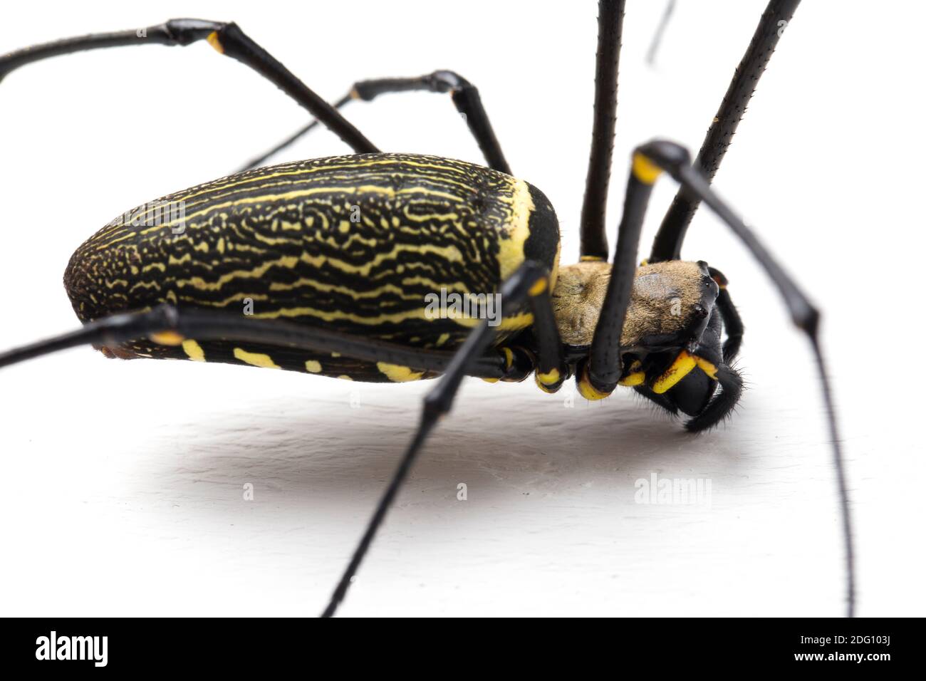Giant Wood Spiders or Golden Orb Web Spider, Nephila maculata ...