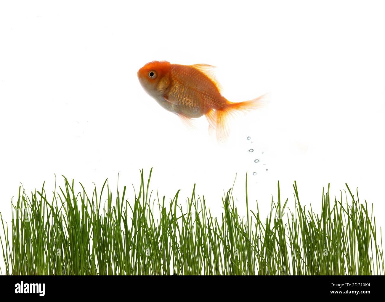 Grass and fish Stock Photo - Alamy