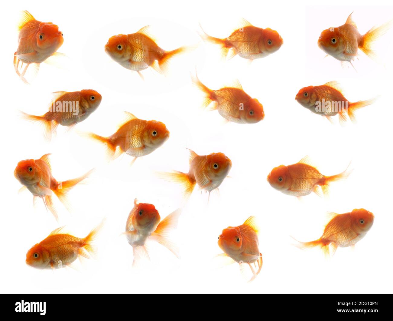 Many aquarium fish Cut Out Stock Images & Pictures - Alamy