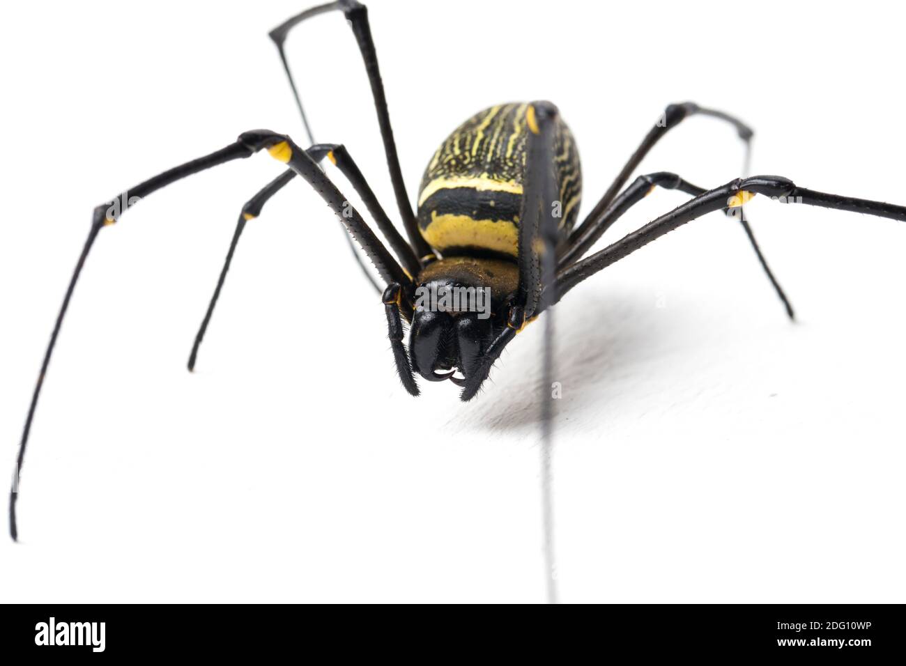 Giant Wood Spiders or Golden Orb Web Spider, Nephila maculata ...