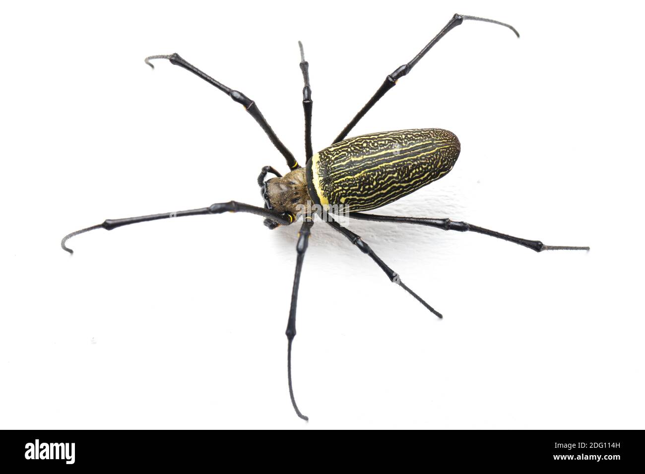 Giant wood spider nephila maculata hi-res stock photography and images ...
