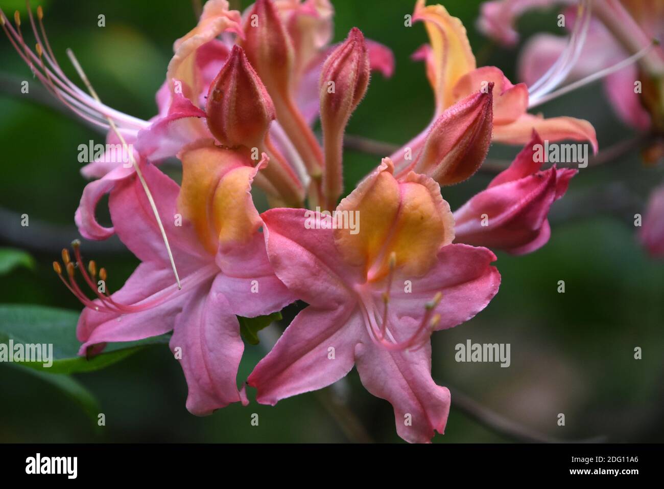 Two tone pink and orange azalea flower blossoms Stock Photo - Alamy