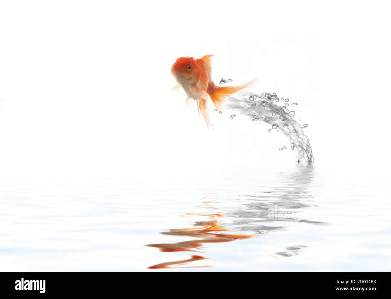 Flying with fish hi-res stock photography and images - Alamy