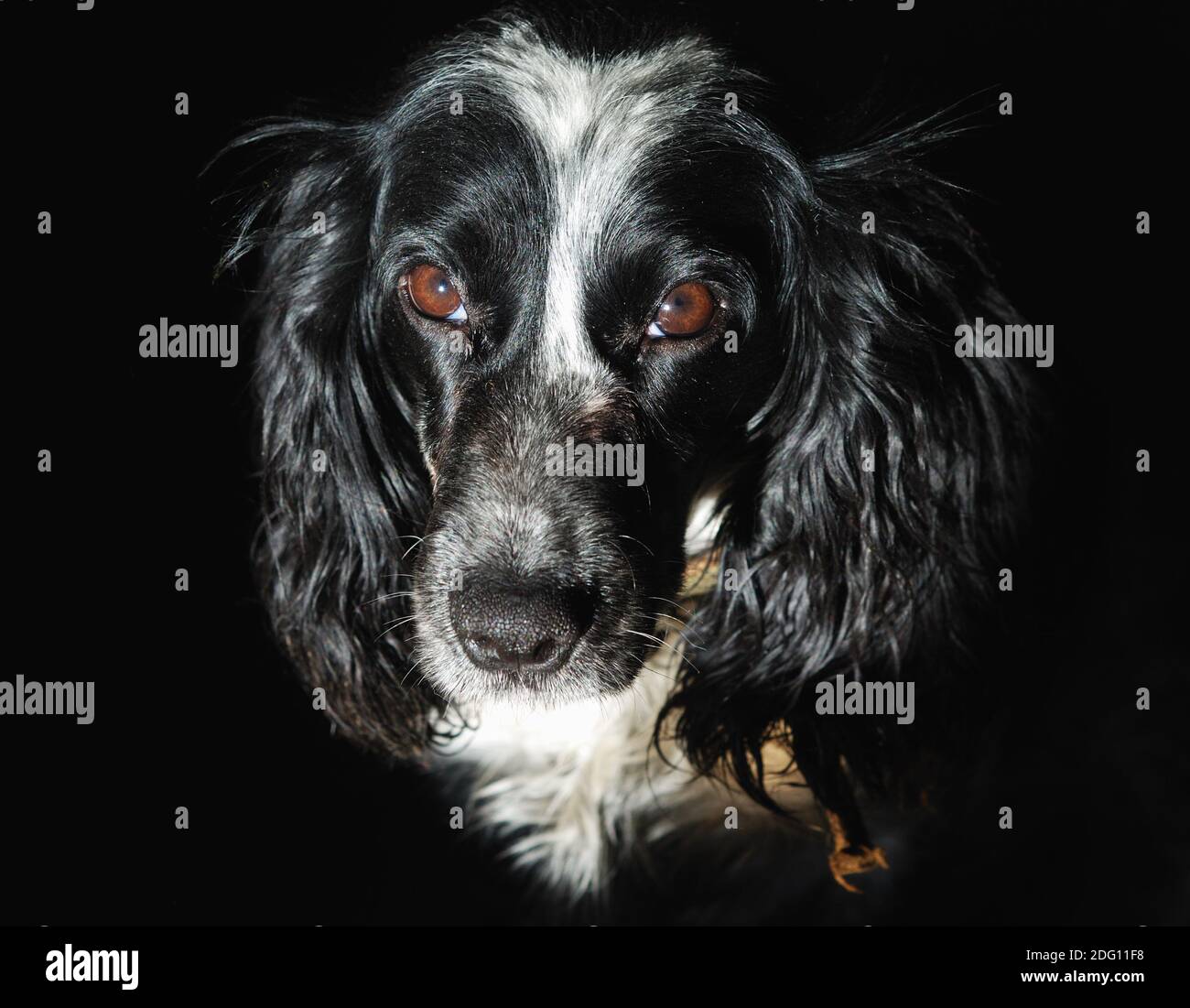 Face of the dog spaniel on the black background Stock Photo - Alamy
