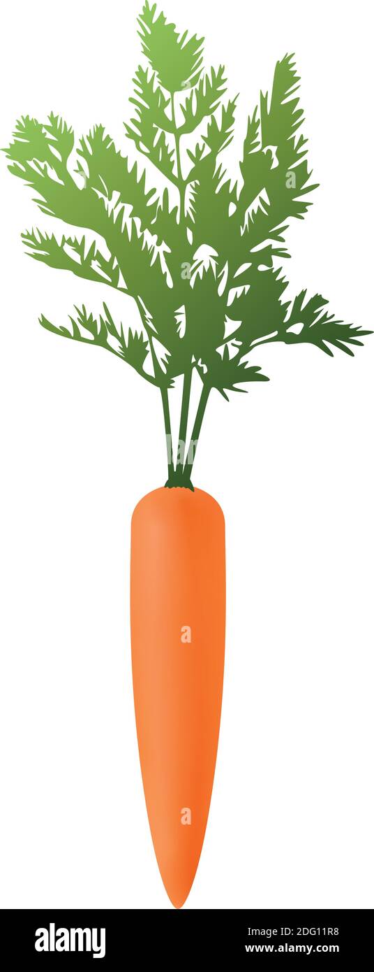 Vector carrot illustration. Isolated illustration of carrots. Realistic ...