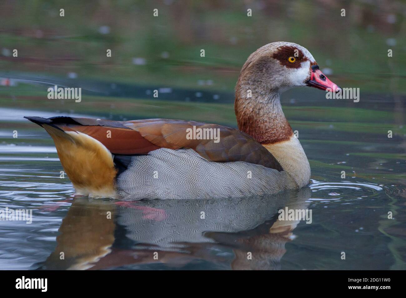 Nilgans (Alopochen aegyptiacus Stock Photo - Alamy