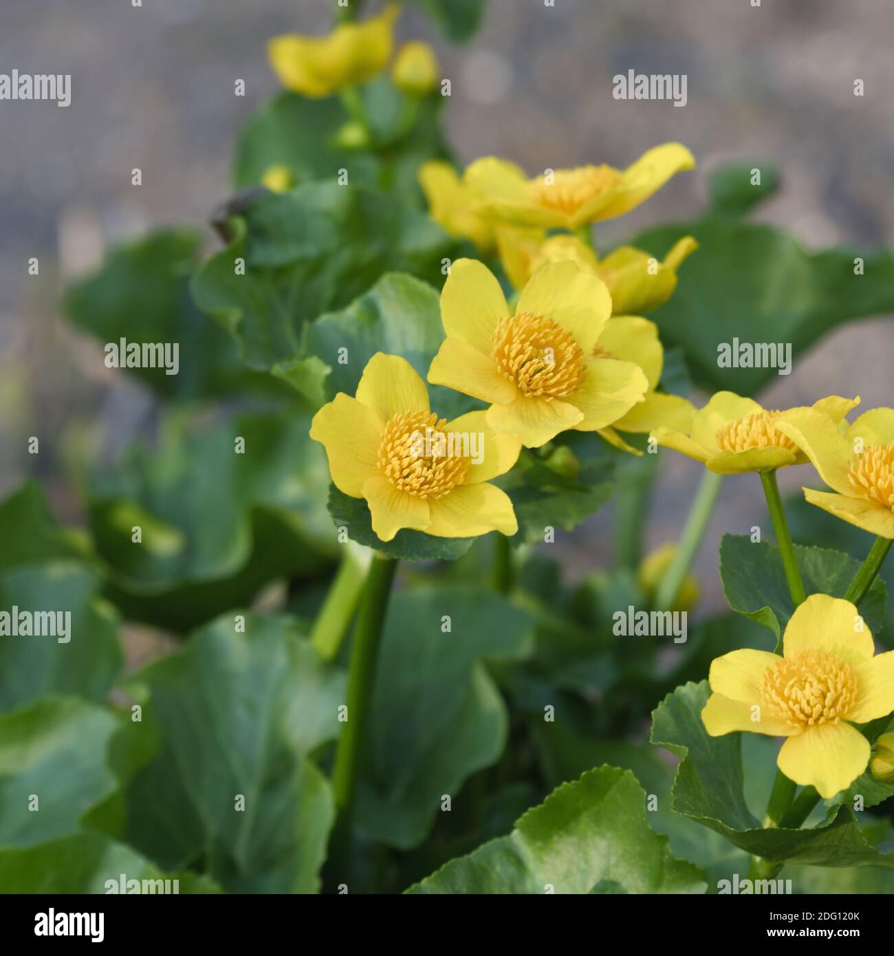 Caltha palustris - Kingcup Stock Photo - Alamy