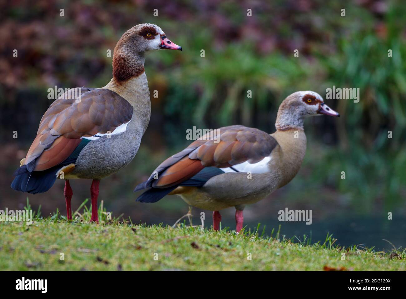 Nilgänse (Alopochen aegyptiacus Stock Photo - Alamy