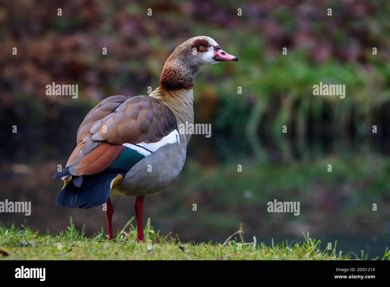 Nilgans (Alopochen aegyptiacus Stock Photo - Alamy