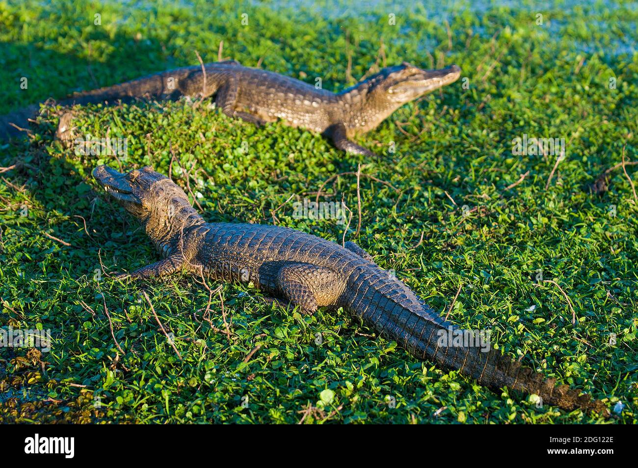Black caiman habitat hi-res stock photography and images - Alamy