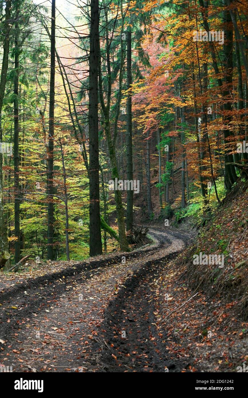 Forest lane hi-res stock photography and images - Alamy