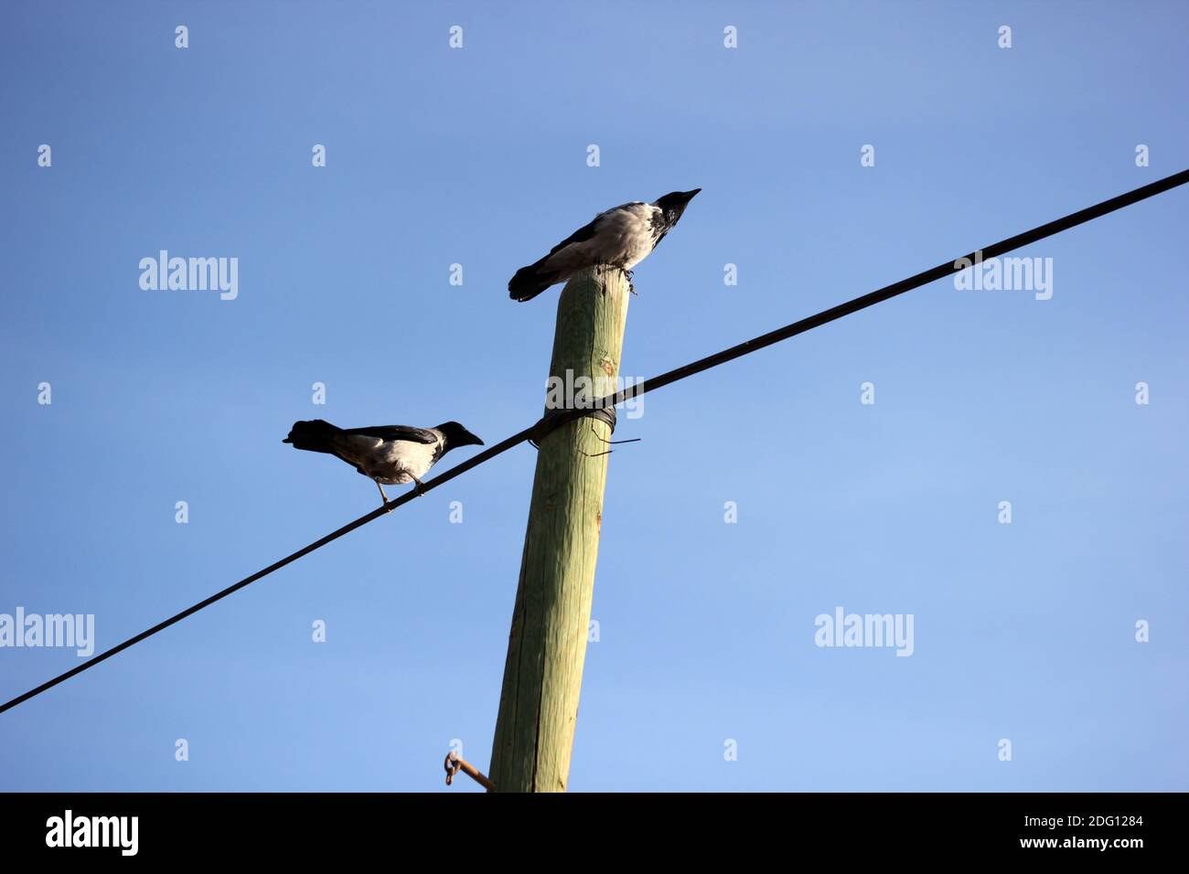Electricity pylon and crow. Animal background Stock Photo - Alamy