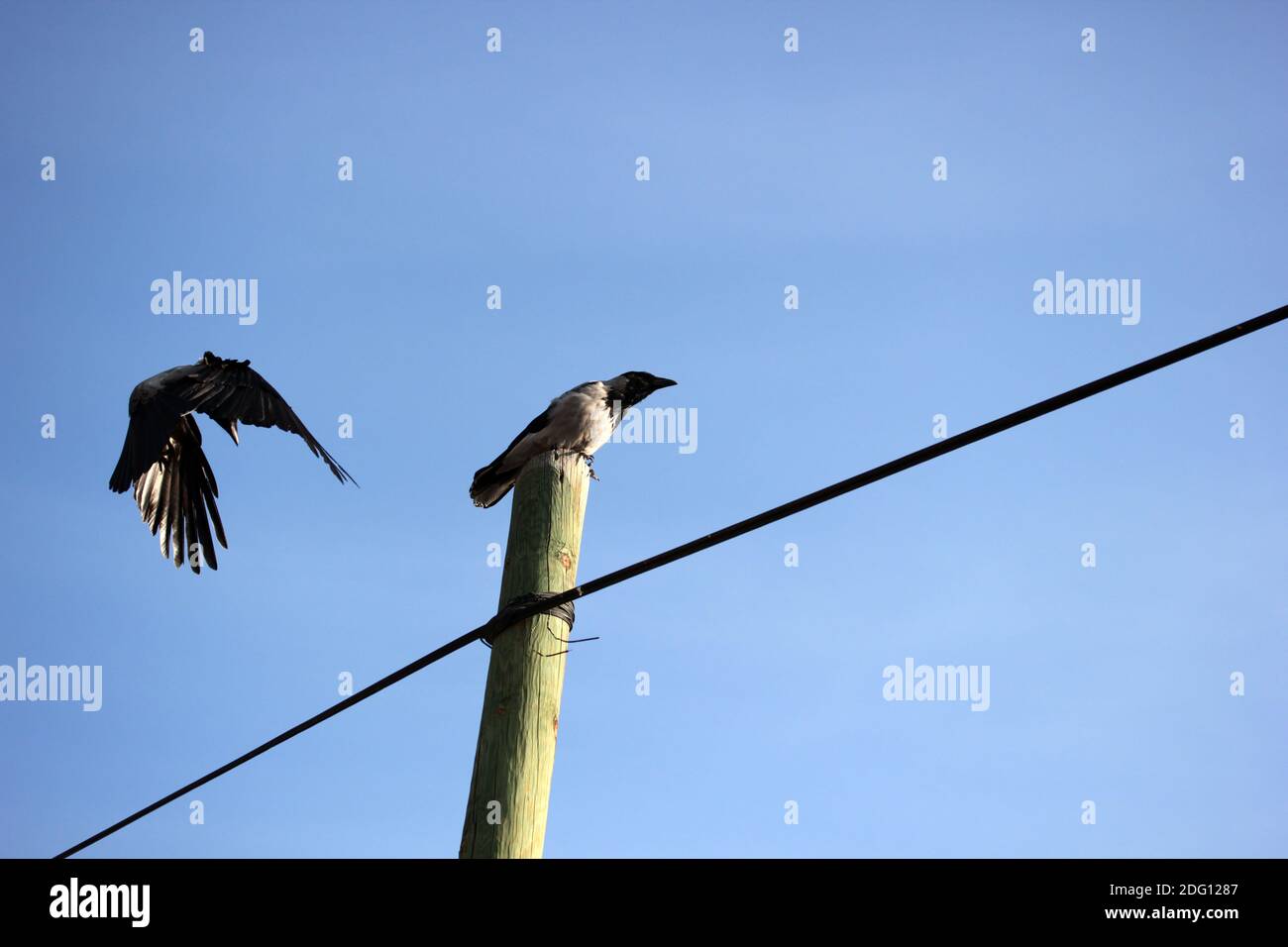 Electricity pylon and crow. Animal background Stock Photo - Alamy