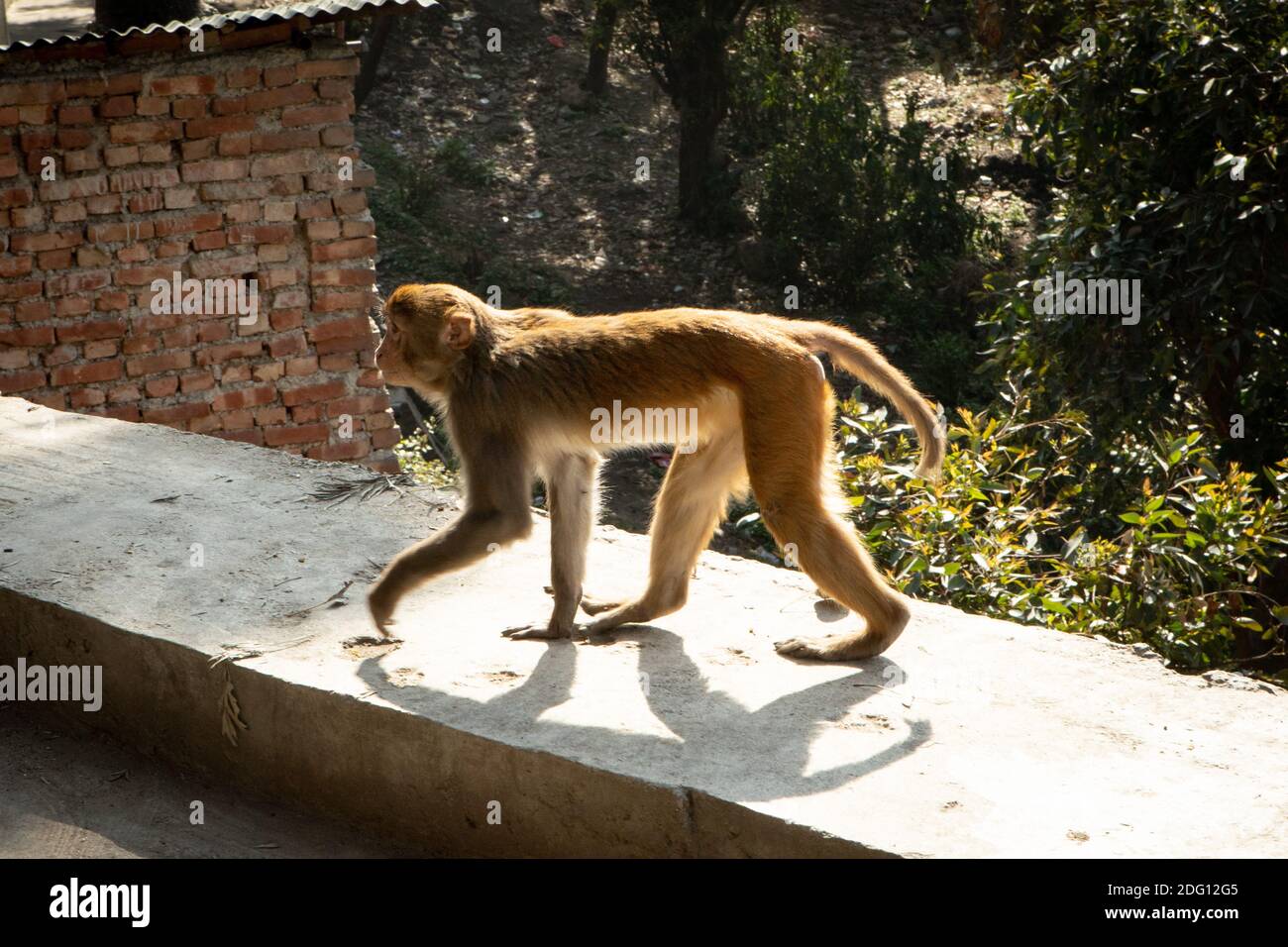 Monkeys at Swayambhunath Temple Kathmandu Stock Photo - Alamy
