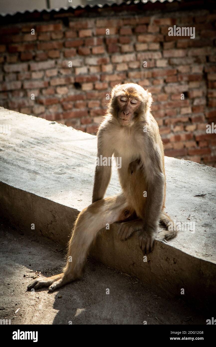 Monkeys at Swayambhunath Temple Kathmandu Stock Photo - Alamy