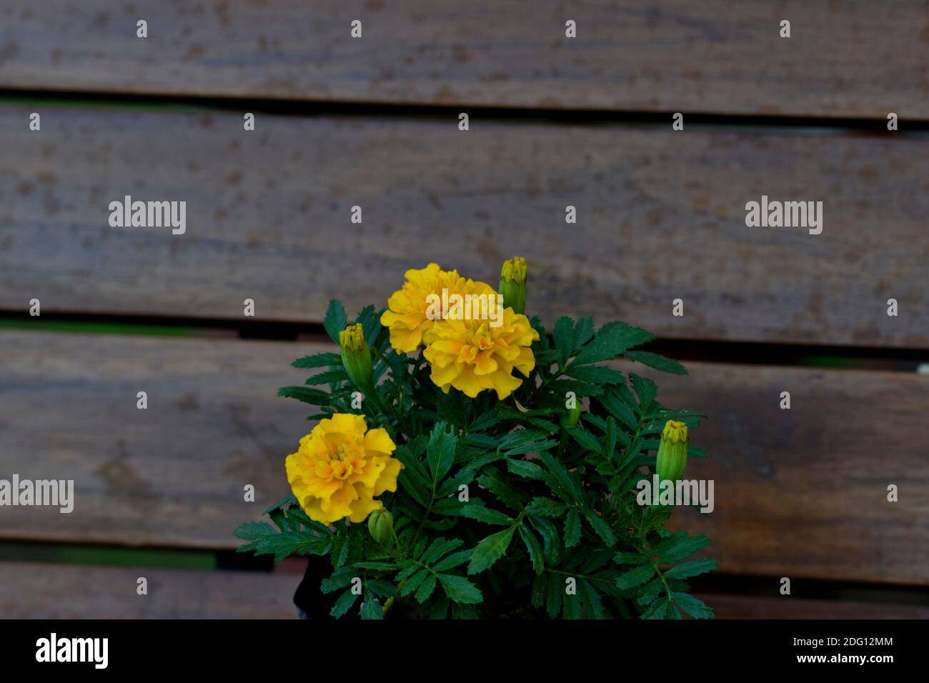 Jhendu phool hi-res stock photography and images - Alamy