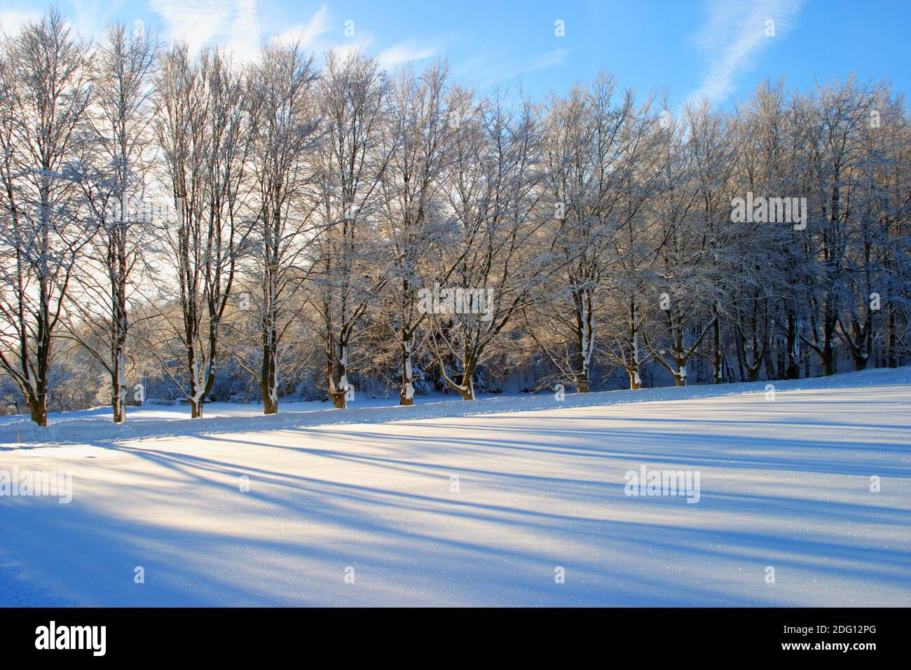 Tree line at winter field Stock Photo - Alamy