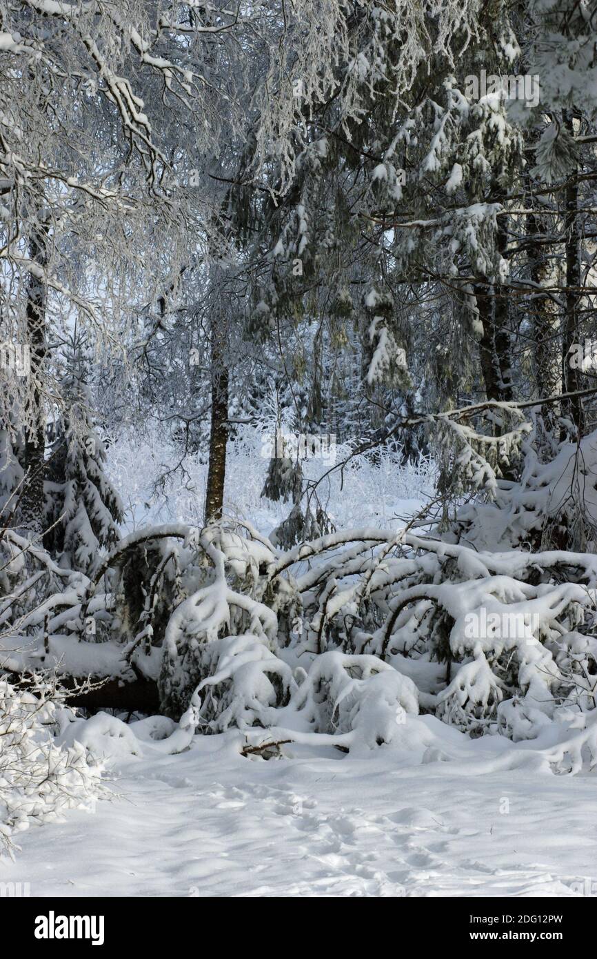 Storm damage in the forest hi-res stock photography and images - Alamy