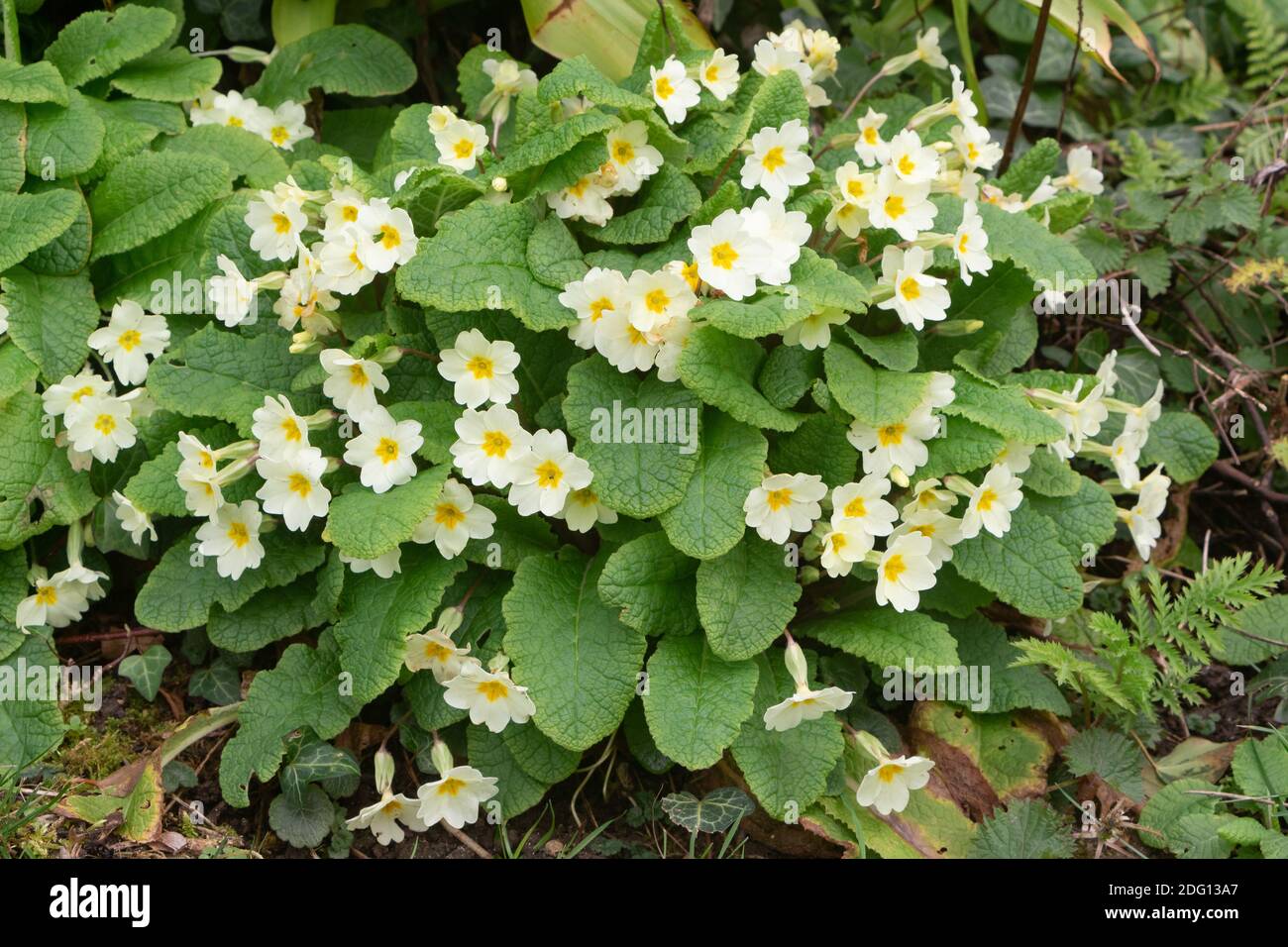 Yellow primroses in a garden during spring Stock Photo - Alamy
