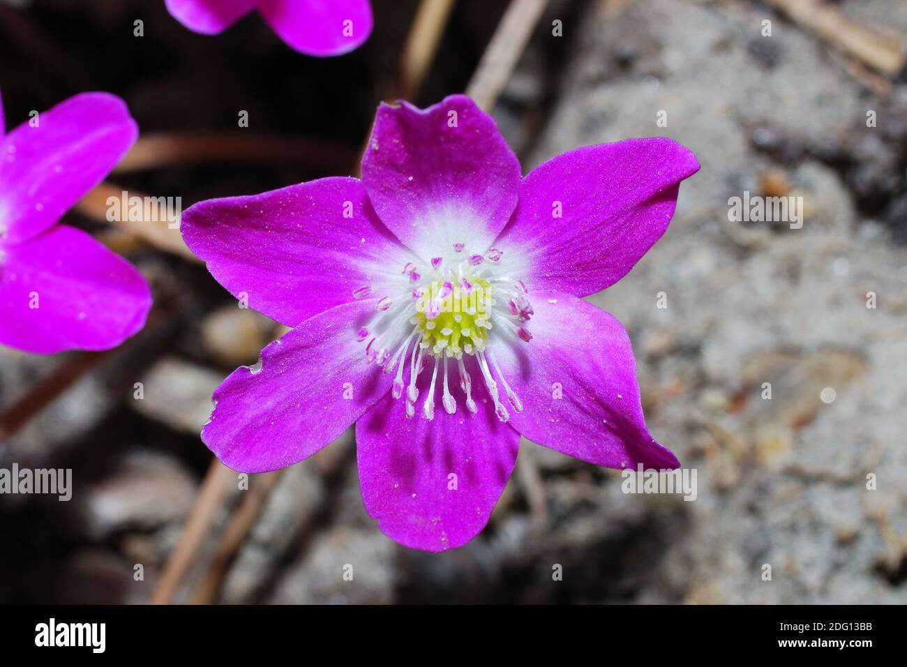 Liver flower blossom hi-res stock photography and images - Alamy