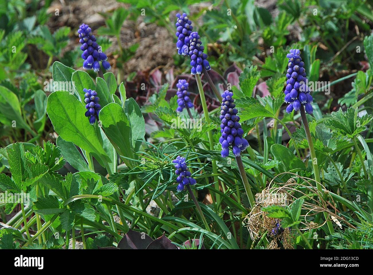 Small grape hyacinths grow in spring Stock Photo - Alamy