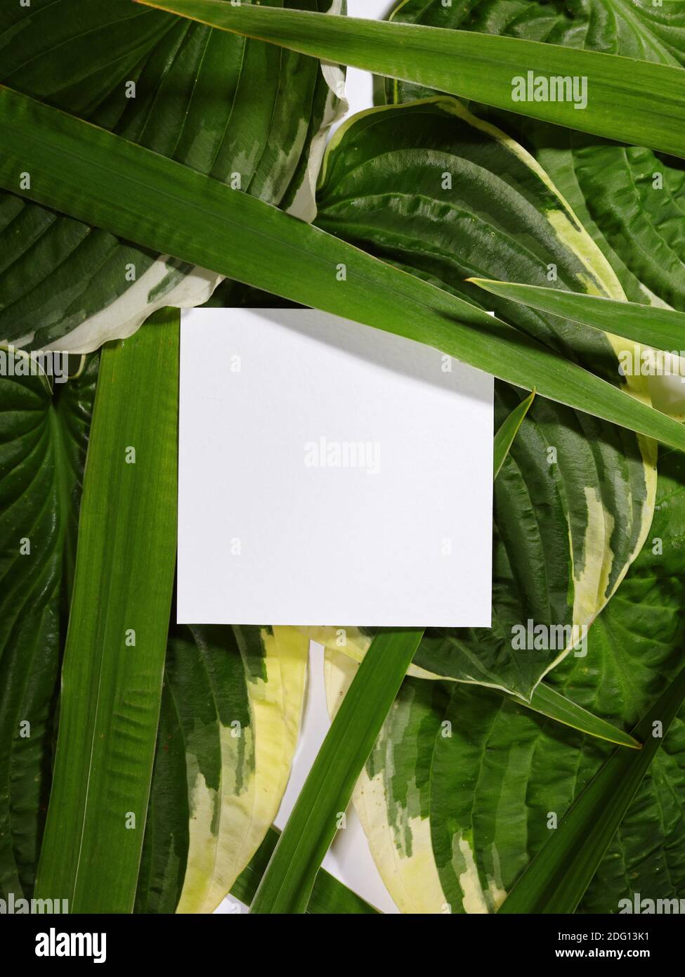 Beautiful Layout Made of Tropical Green Leaves and Empty White Paper ...