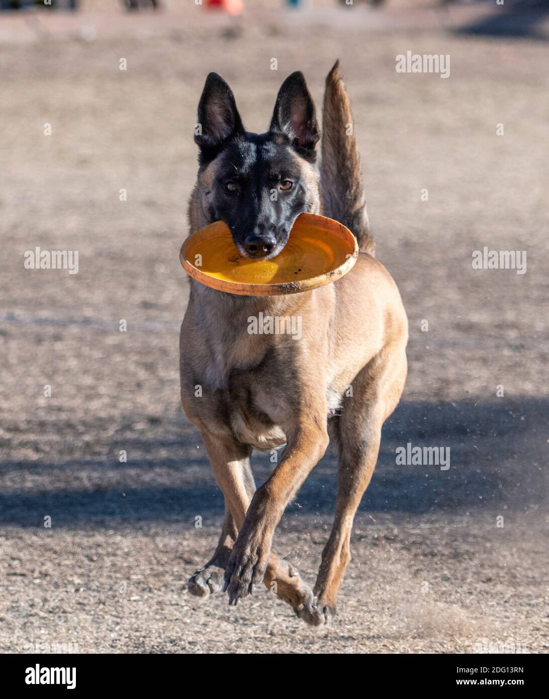 Happy Malinois running with a disc in her mouth Stock Photo - Alamy