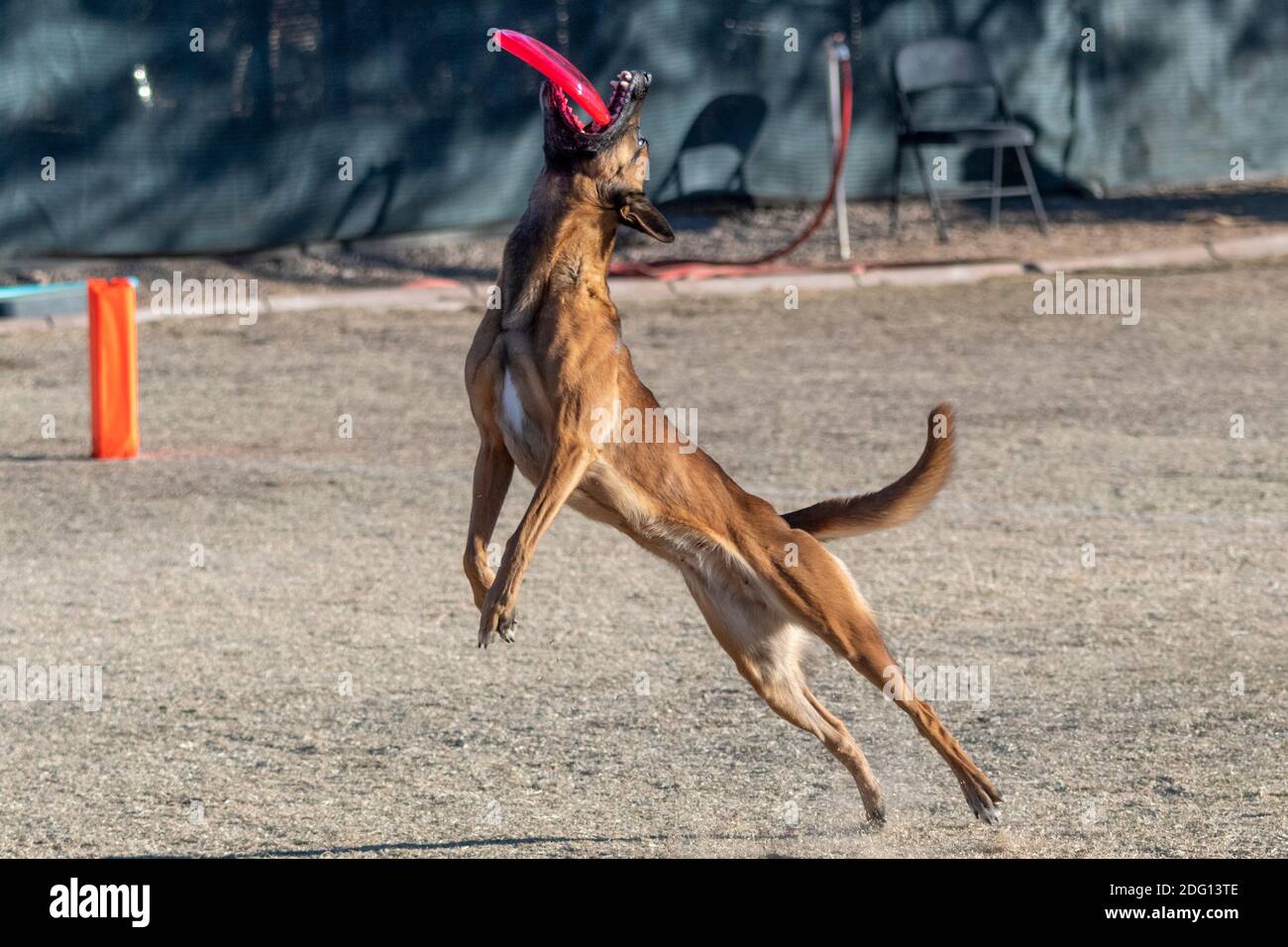 Toss Fetch High Resolution Stock Photography and Images - Alamy