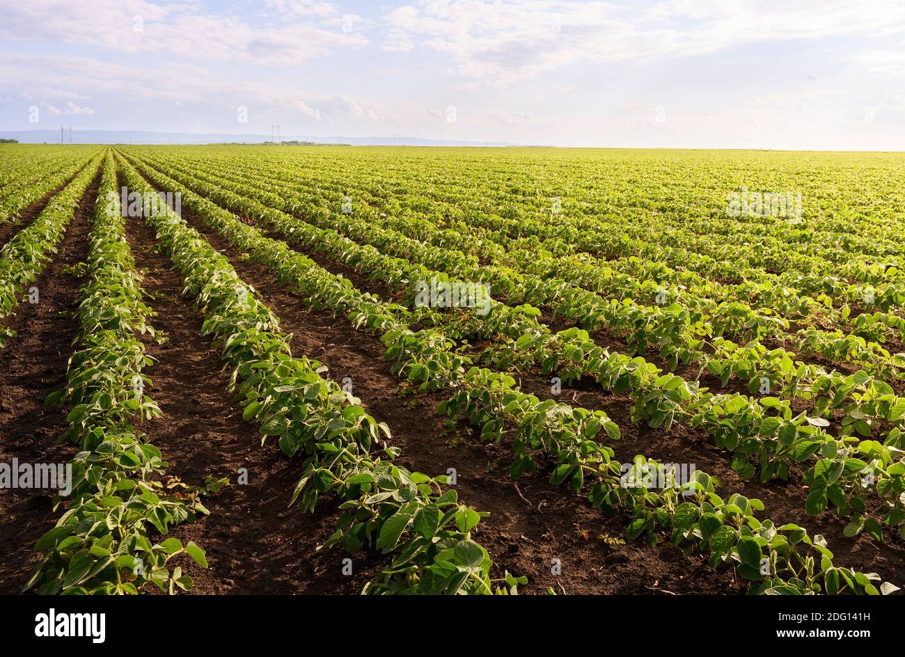 Open soybean field at sunset.Soybean field Stock Photo - Alamy