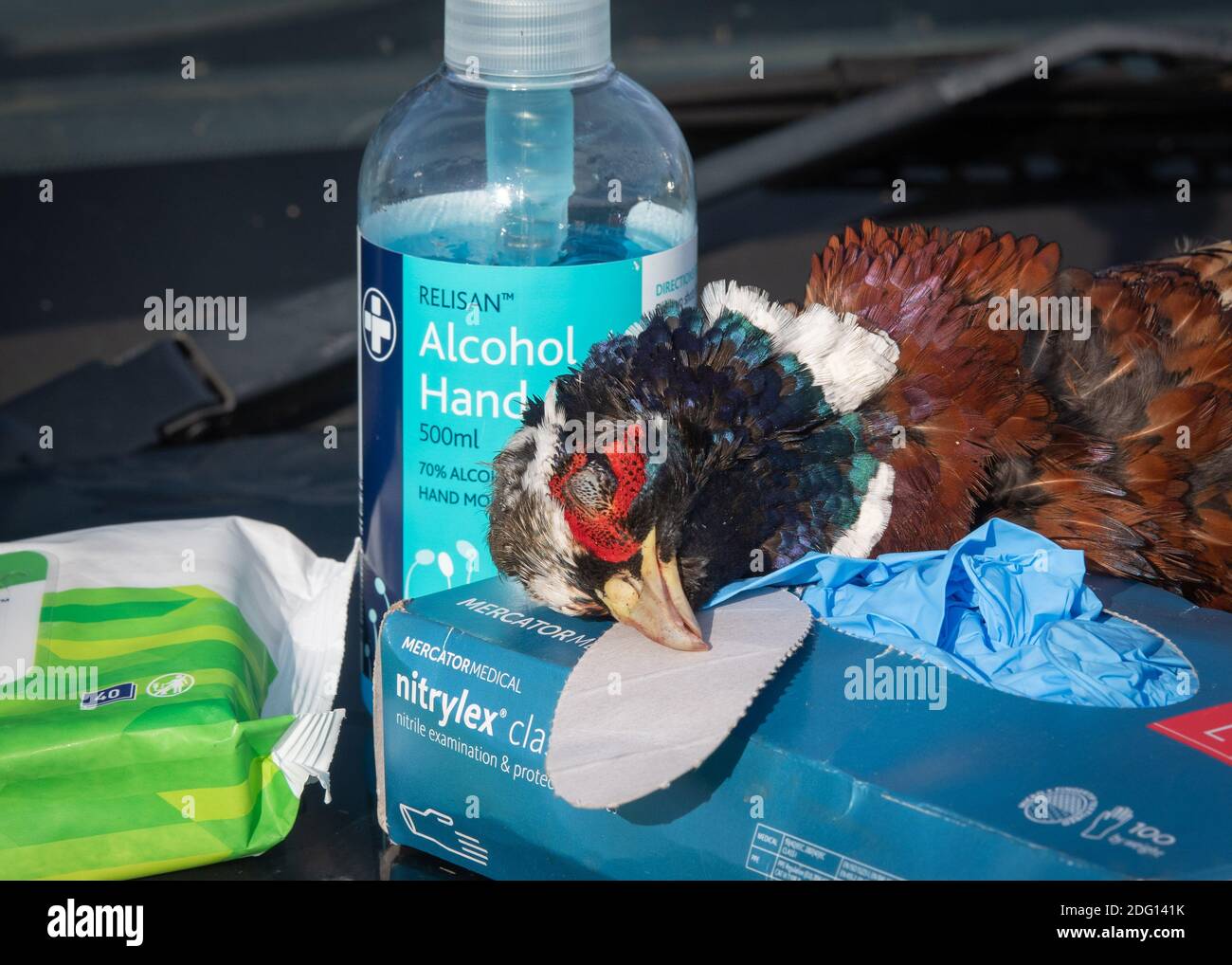 Safe game hi-res stock photography and images - Alamy